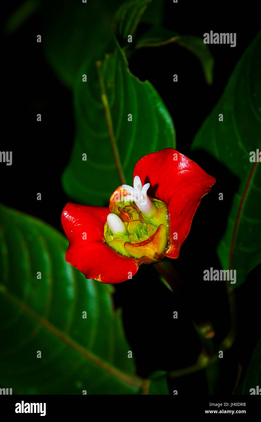 Palmier avec fleurs tropicales rouge Banque de photographies et d ...
