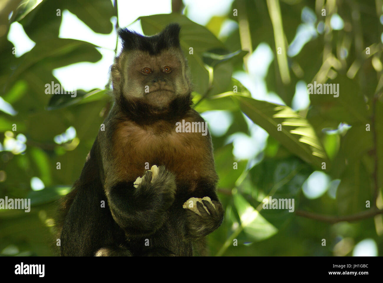 Pieds de cristo Banque de photographies et d’images à haute résolution ...