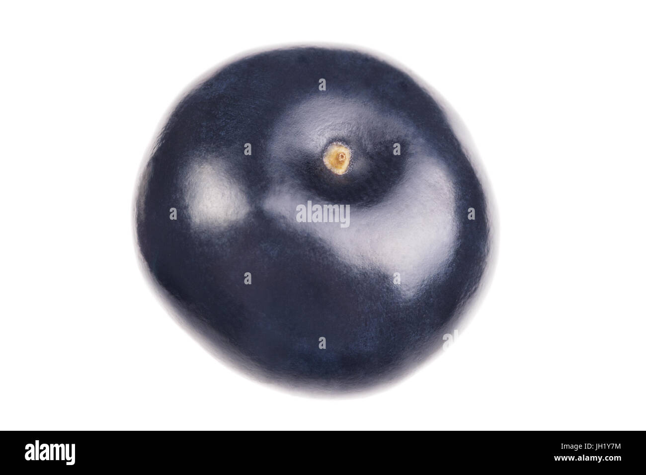 Myrtille sur fond blanc Banque de photographies et d’images à haute ...