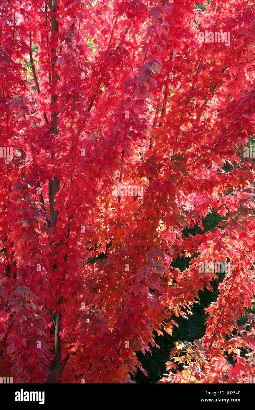 Automne france Banque de photographies et d’images à haute résolution ...