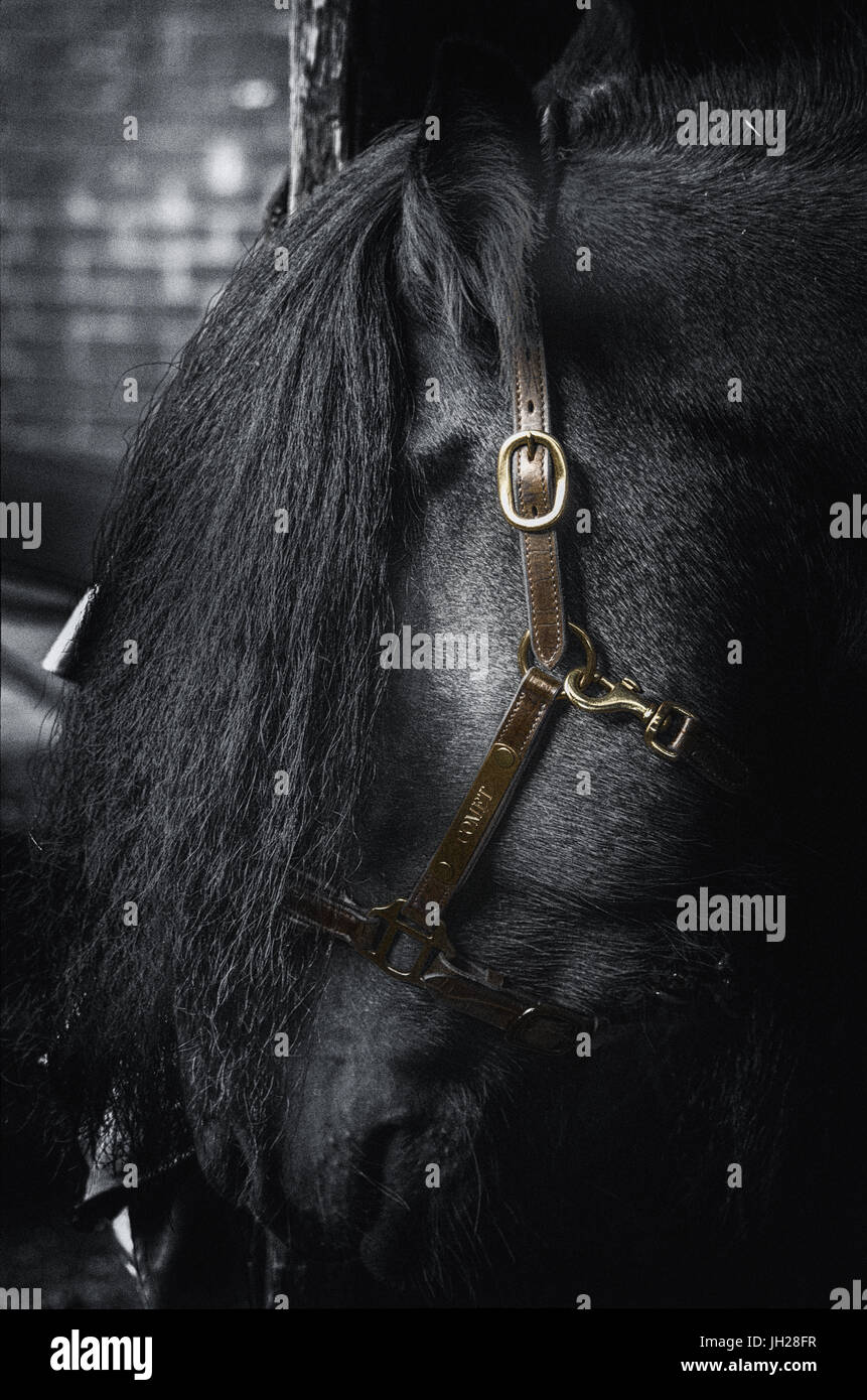 Tête cheval noir et blanc de face Banque de photographies et d’images à ...