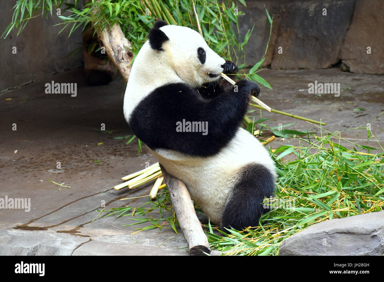 Giant bamboo Banque de photographies et d’images à haute résolution - Alamy