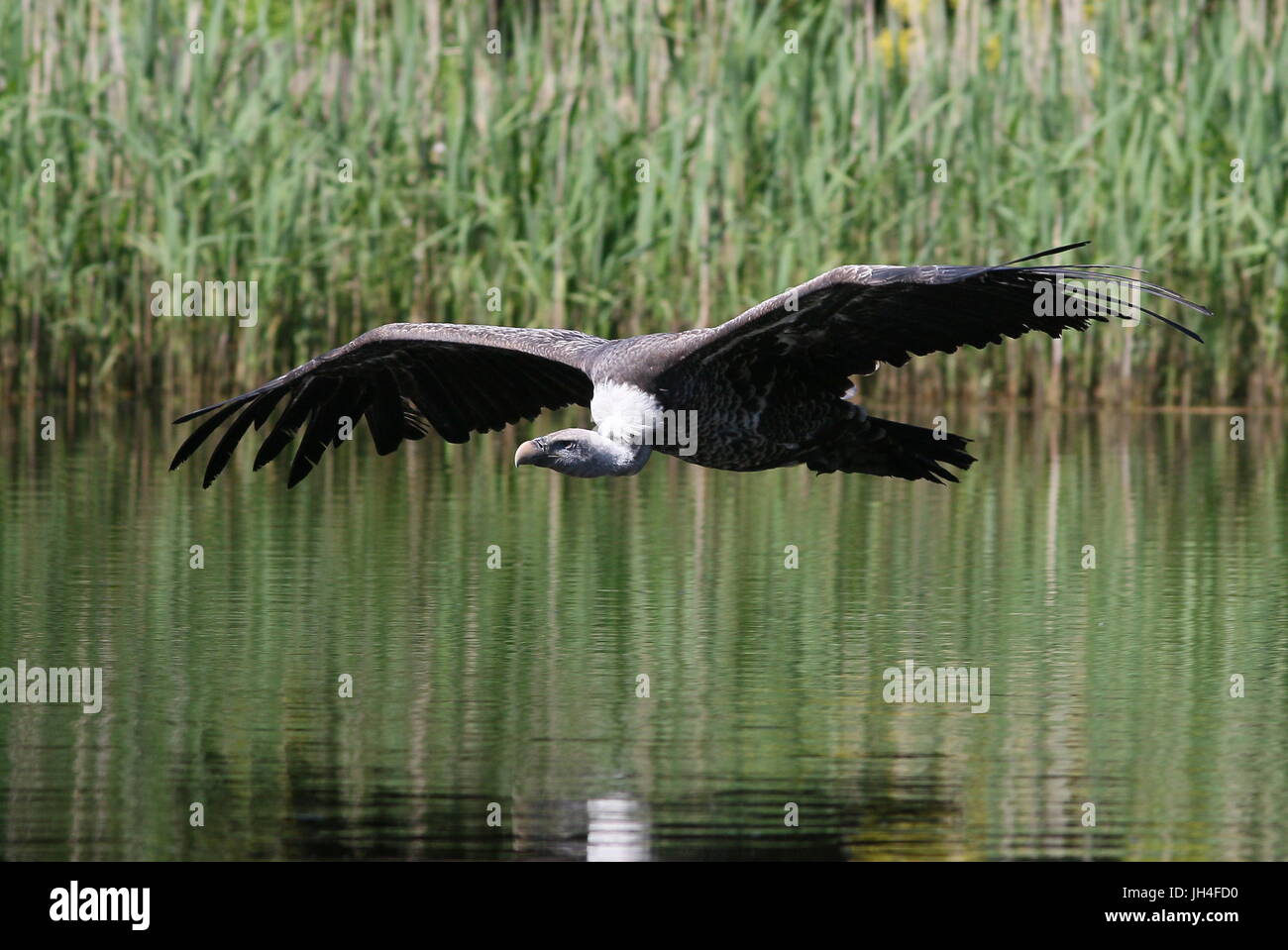 Ruppels Vautour Fauve Banque d'image et photos - Alamy