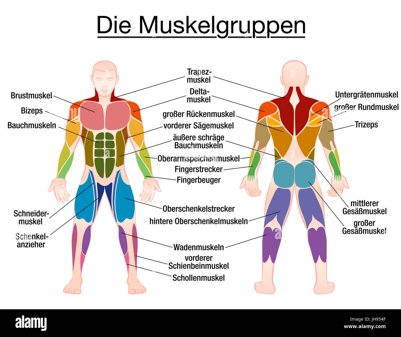 Tableau musculaire - MARQUAGE EN ALLEMAND - les muscles les plus ...