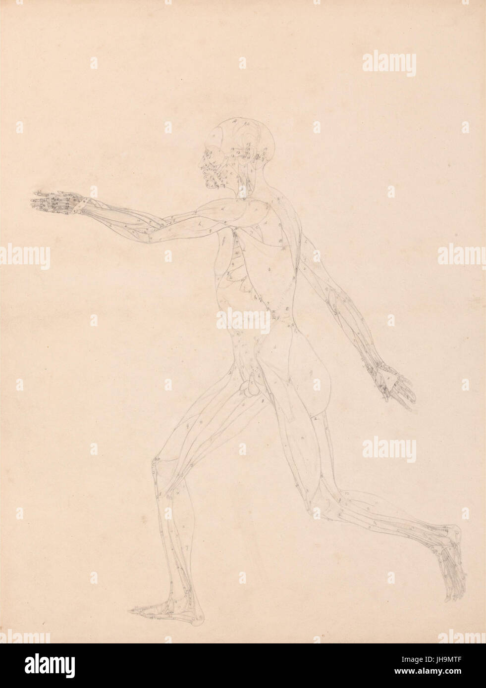 George Stubbs - Une étude comparative de l'exposition anatomique de la ...