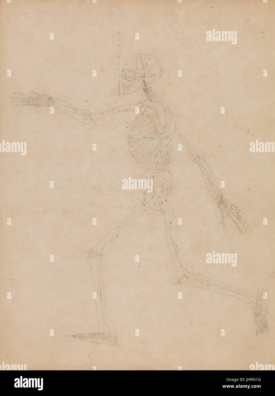 George Stubbs - Une étude comparative de l'exposition anatomique de la ...