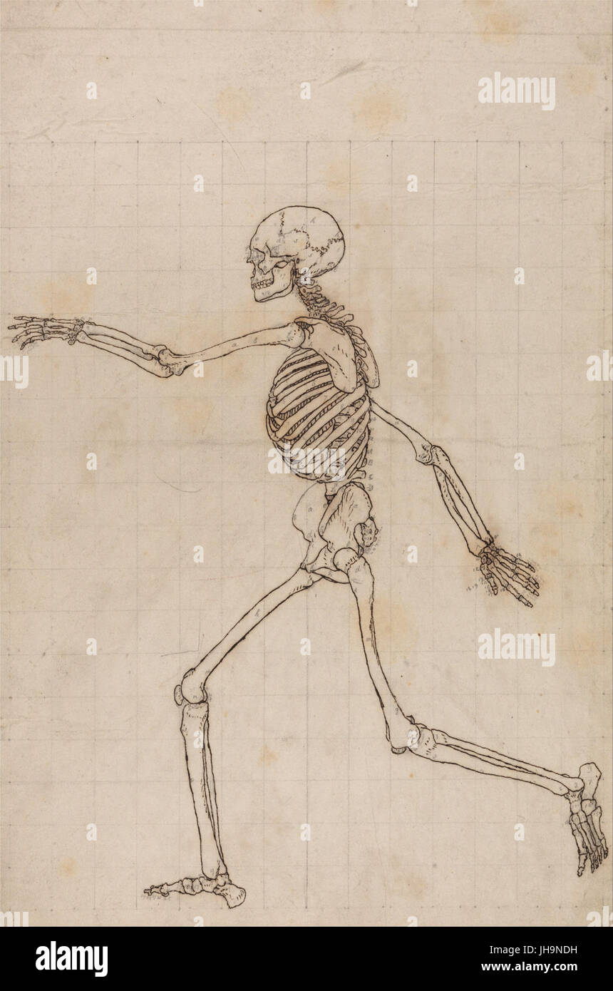 George Stubbs - Une étude comparative de l'exposition anatomique de la ...