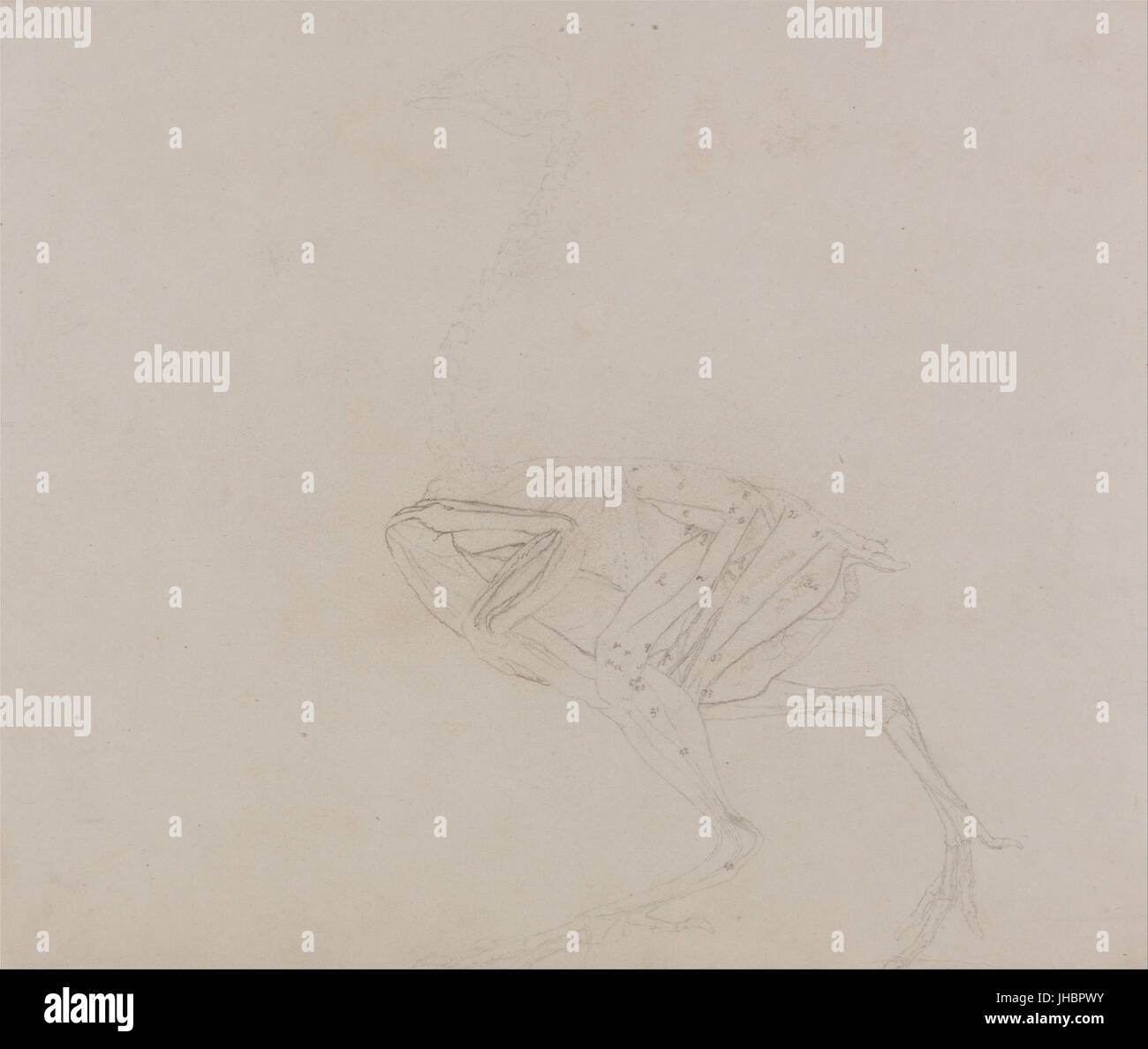 George Stubbs - Une étude comparative de l'exposition anatomique de la ...