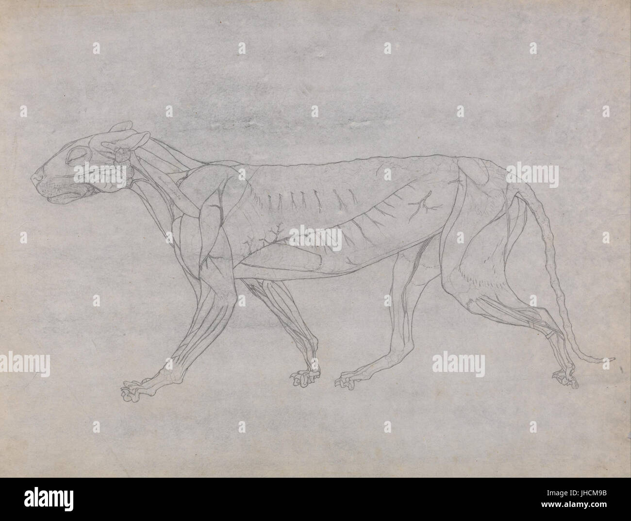 George Stubbs - Une étude comparative de l'exposition anatomique de la ...