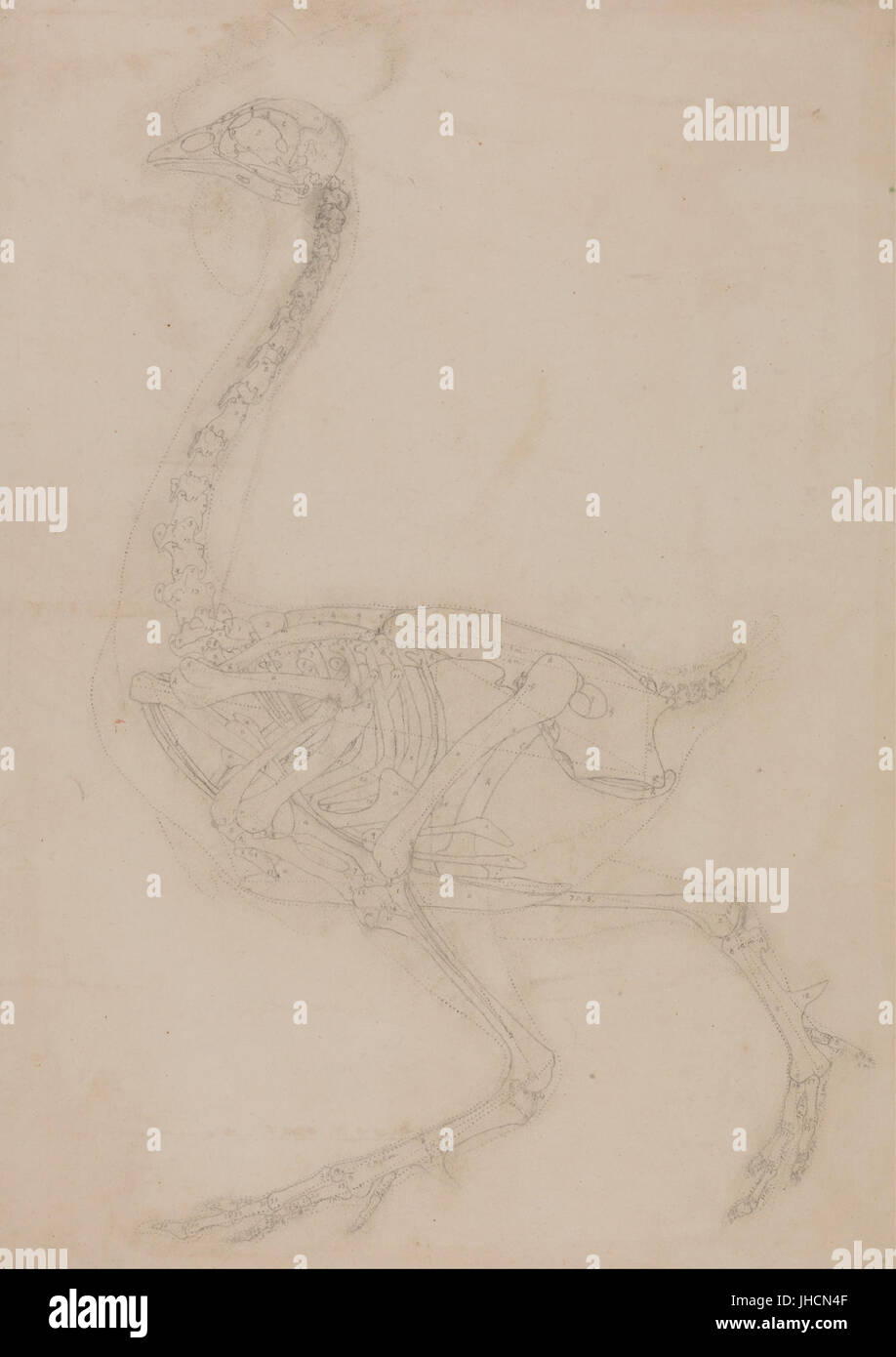 George Stubbs - Une étude comparative de l'exposition anatomique de la ...