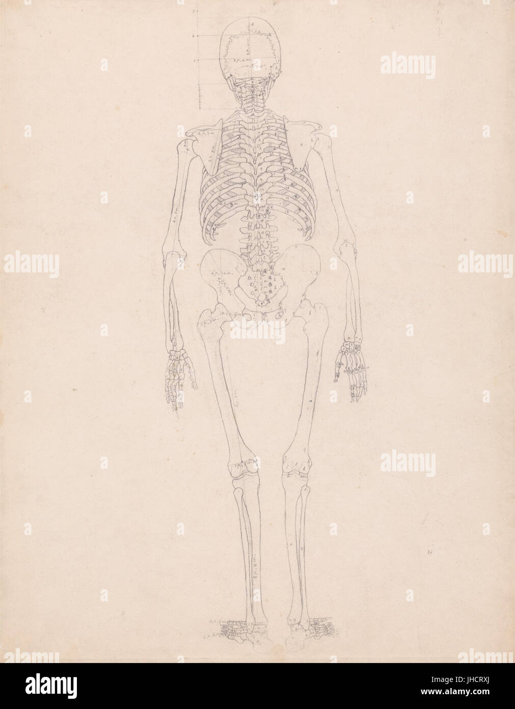 George Stubbs - Une étude comparative de l'exposition anatomique de la ...