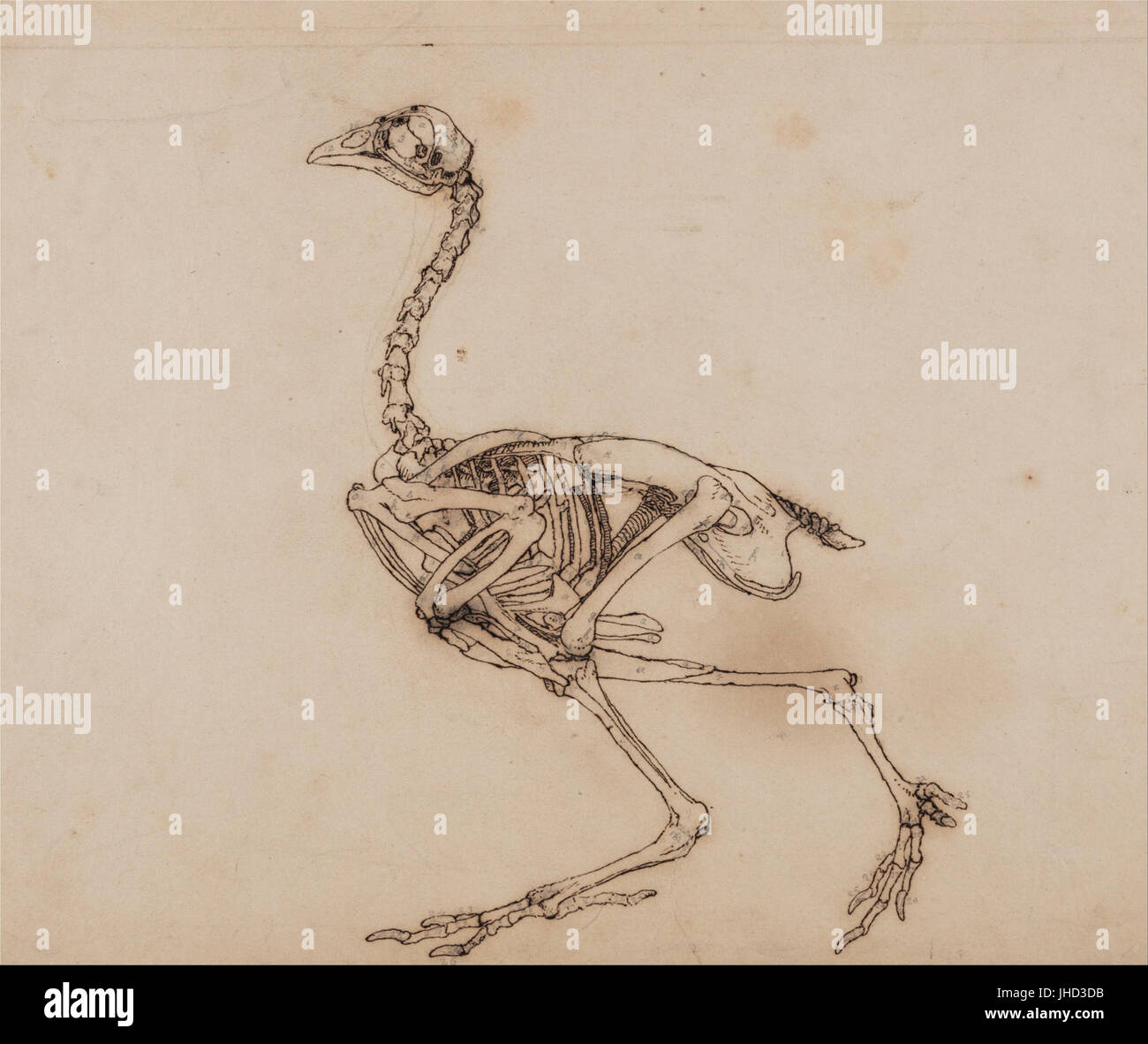George Stubbs - Une étude comparative de l'exposition anatomique de la ...