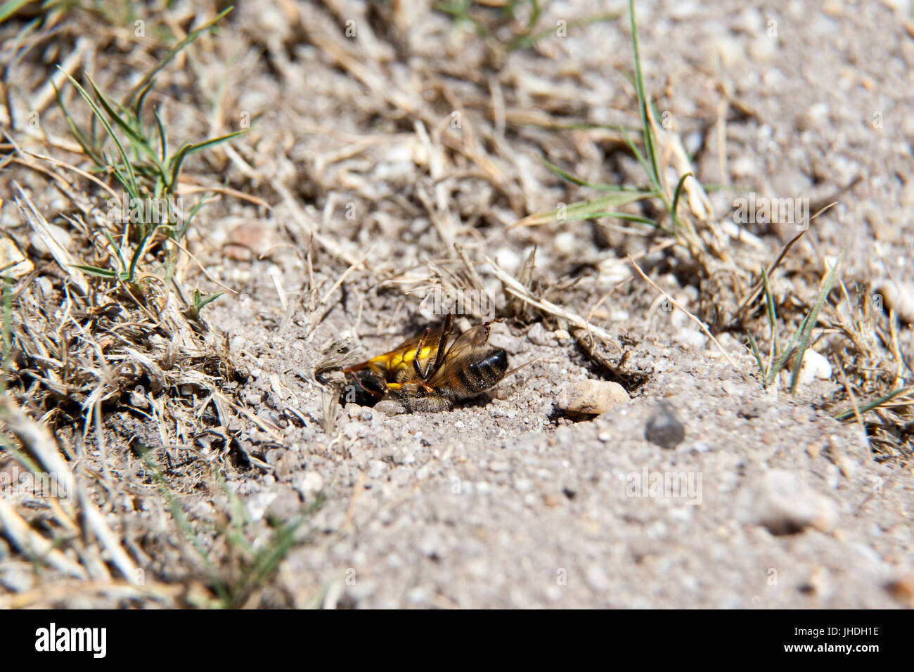 Beewolf Philanthus Guêpe abeille paralysée avec prises pour les guêpes ...