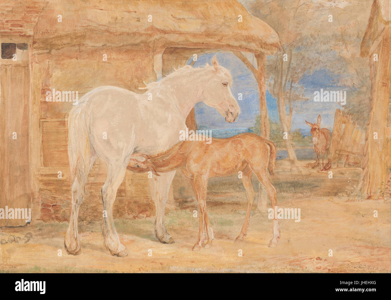 Dessin de jument avec un poulain Banque de photographies et d’images à haute résolution - Alamy