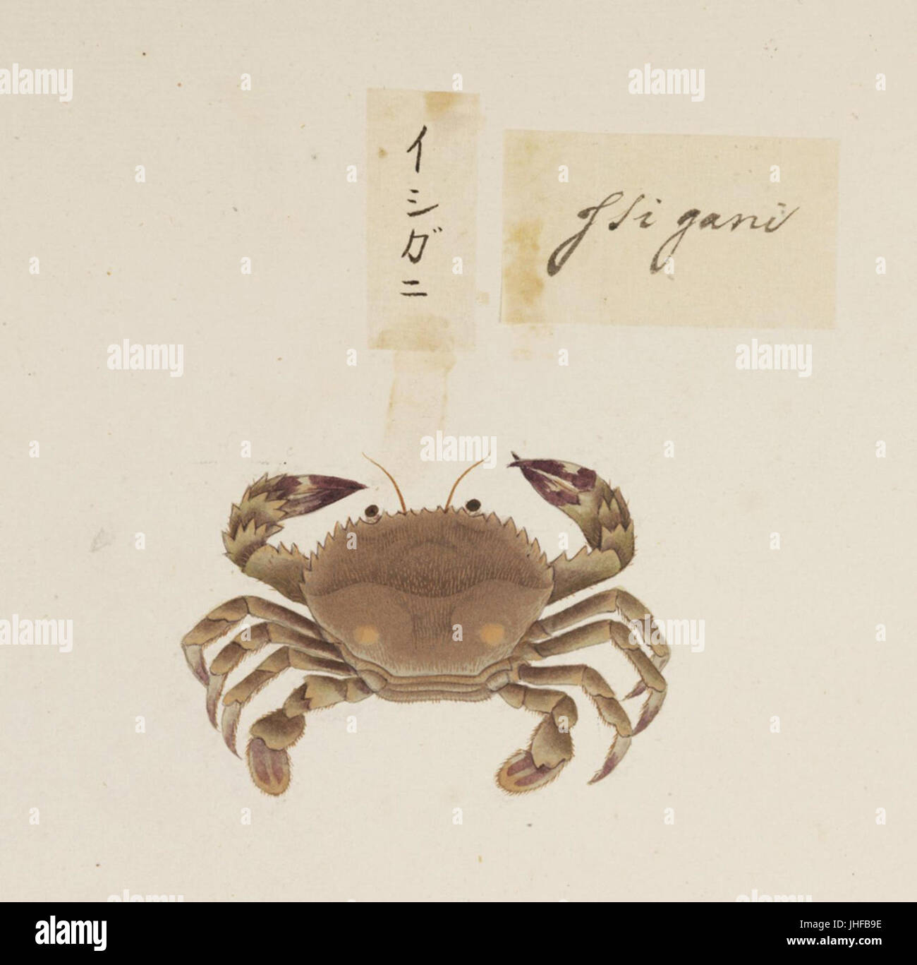 Naturalis Biodiversity Centre - RMNH.ART.561 - Charybdis (Charybdis ...