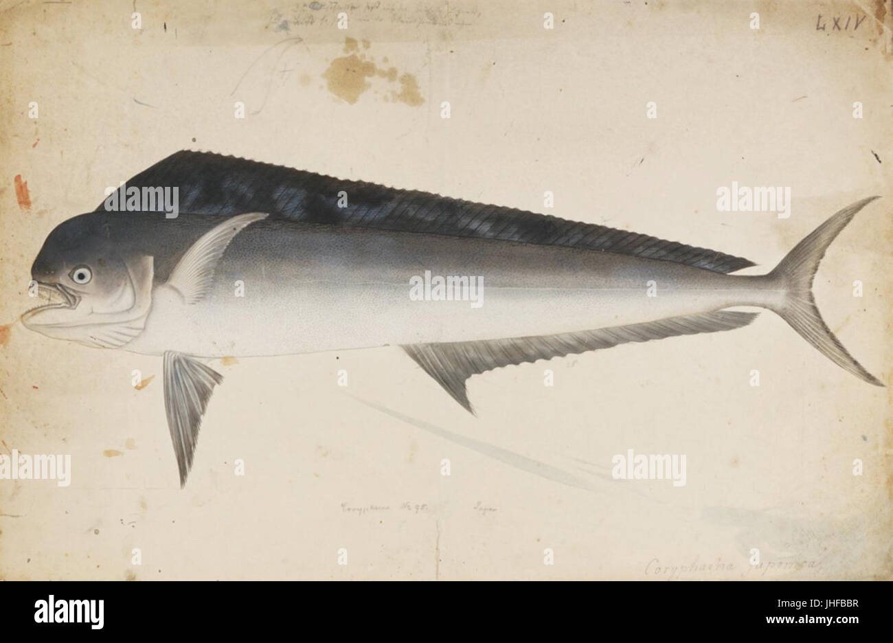 Naturalis Biodiversity Centre - RMNH.ART.610 - Coryphaena hippurus ...