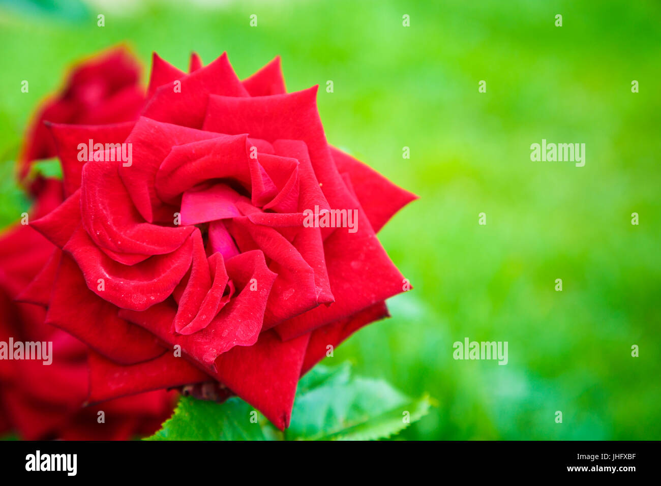 Rose roses fleur rouge fleurs jardin jardinage Banque de photographies ...