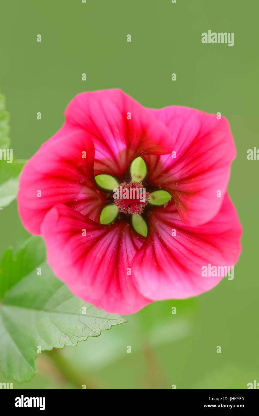 Malvacées malope Banque de photographies et d’images à haute résolution ...