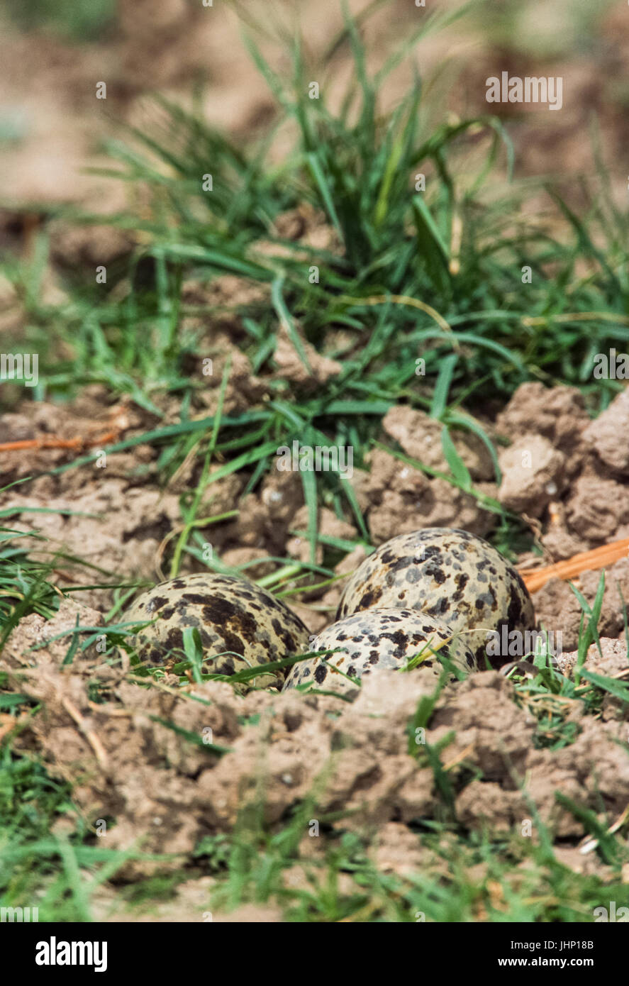 Vanellus indicus et oeufs Banque de photographies et d’images à haute ...