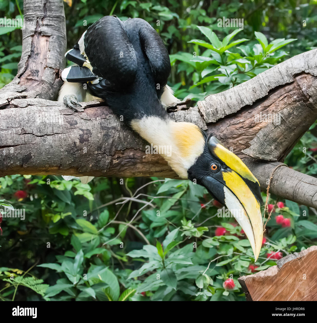 Rainforest creature Banque de photographies et d’images à haute ...