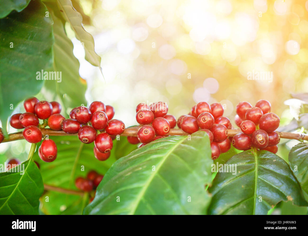 Plante arbre cafe Banque de photographies et d’images à haute ...