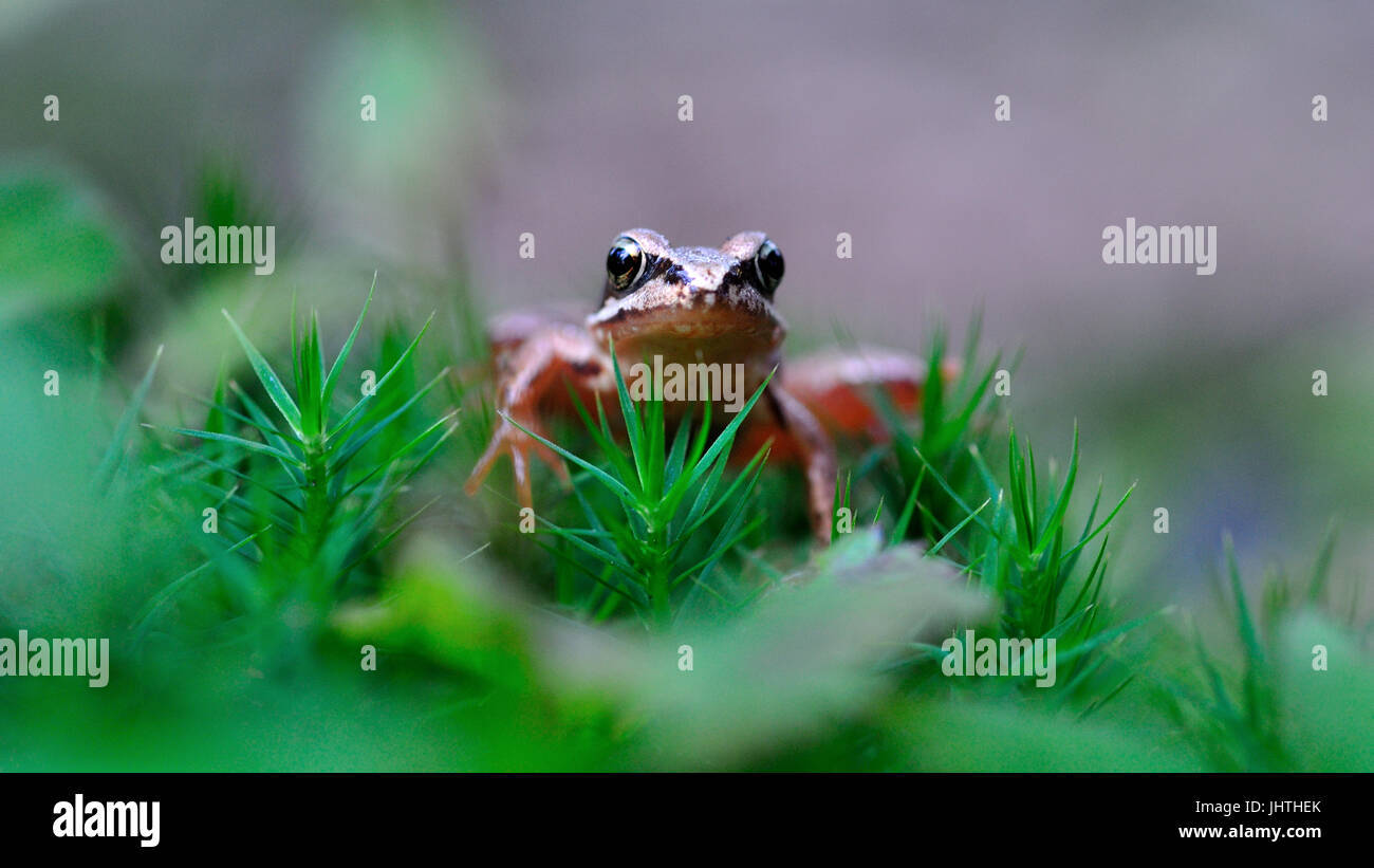 Grenouille agile Banque de photographies et d’images à haute résolution ...