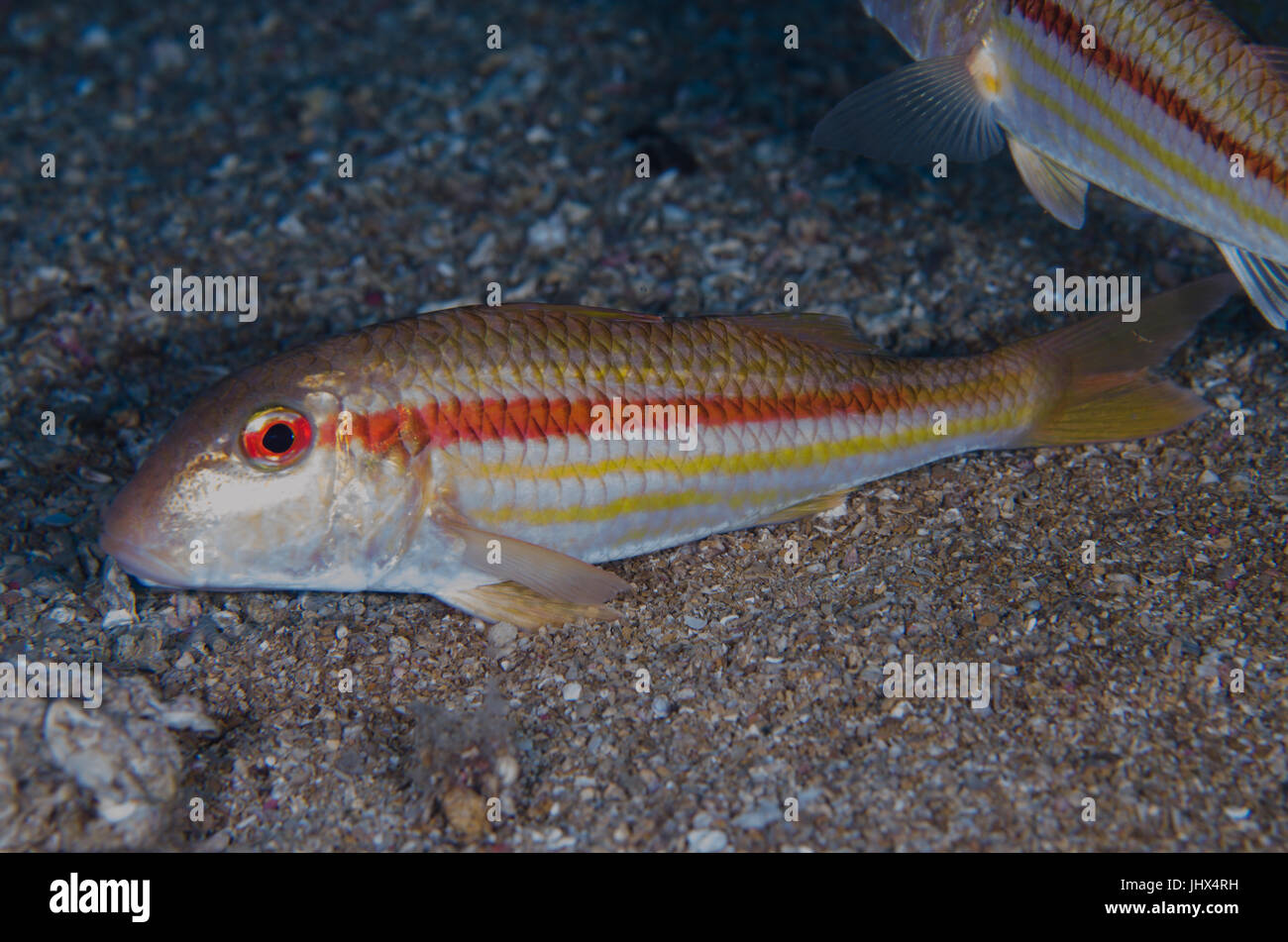 Mediterranean sea roberto nistri horizontal fish fishes Banque de ...