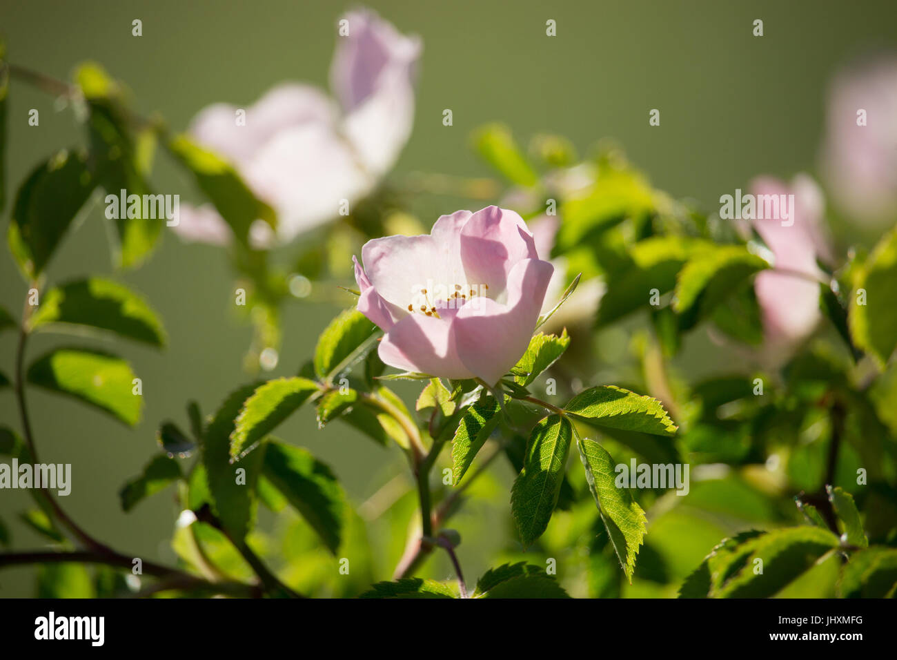 Alberta wild rose flower pink Banque de photographies et d’images à ...