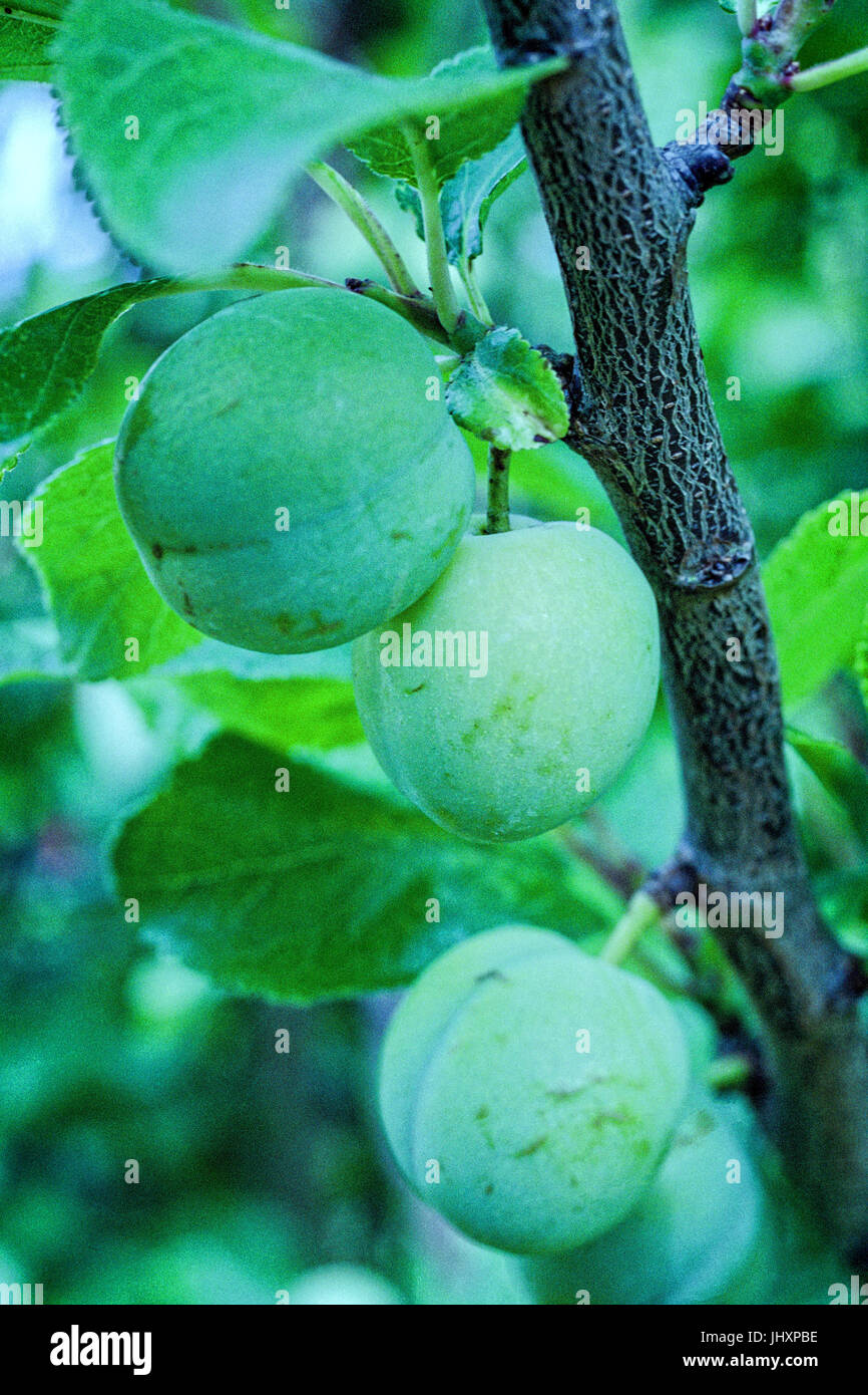 Prunus domestica reine claude Banque de photographies et d’images à ...