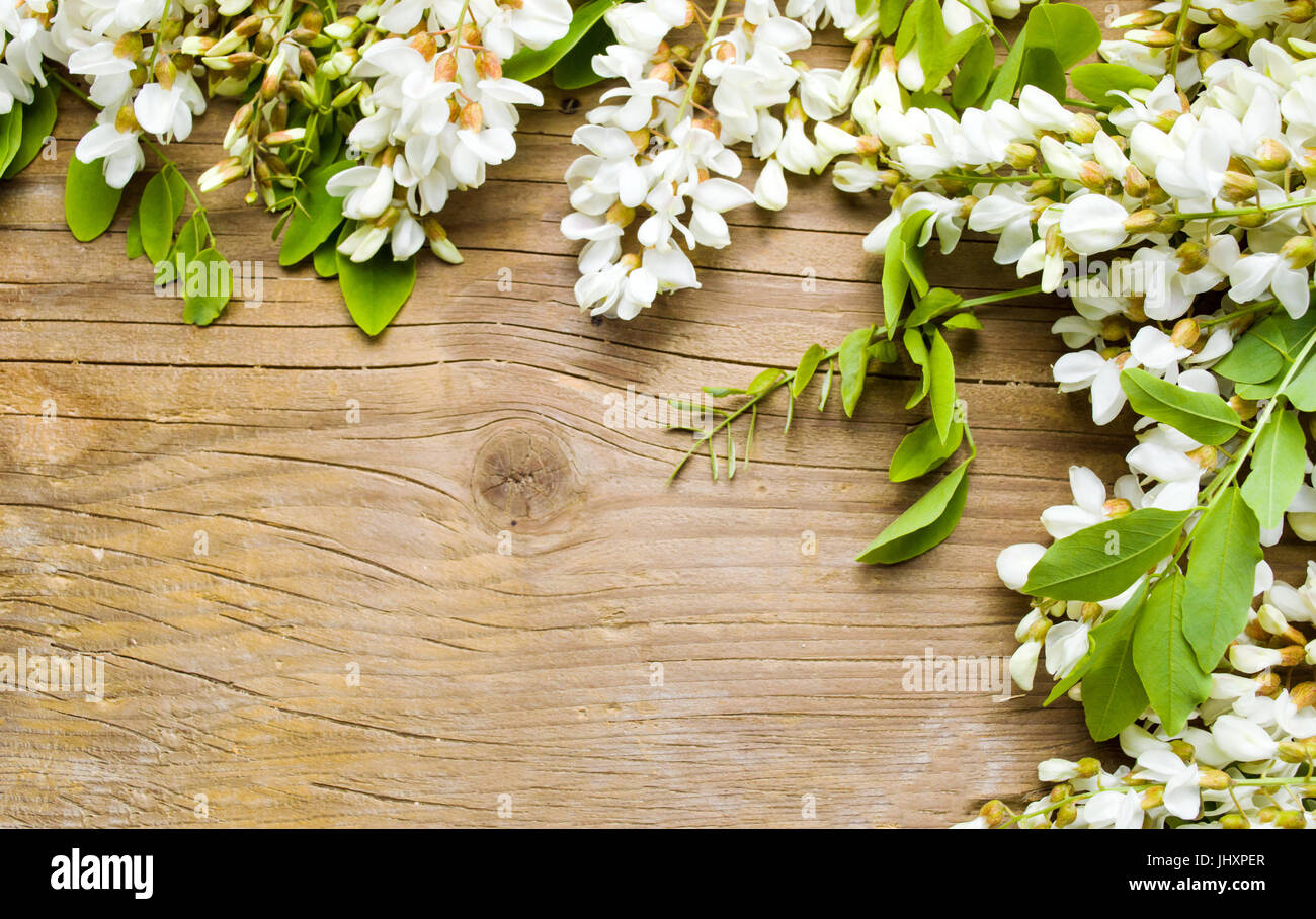 Fleur acacia flore blanche Banque de photographies et d’images à haute ...