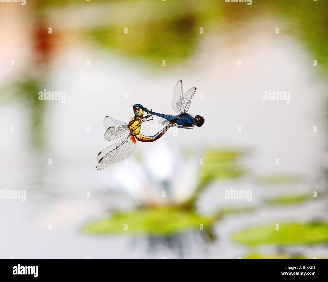 Couple de libellules Banque de photographies et d’images à haute ...