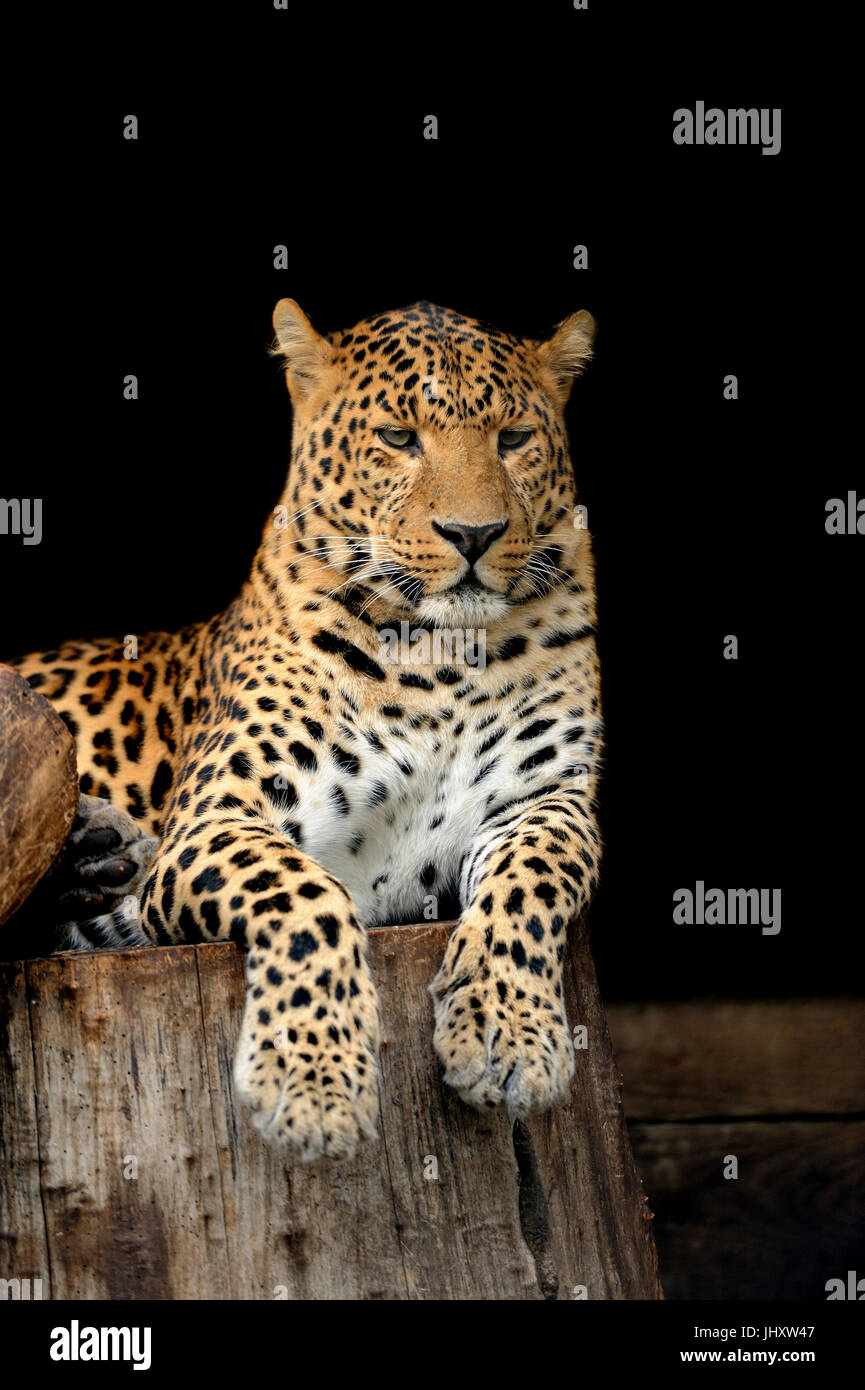 Leopard fur Banque de photographies et d’images à haute résolution - Alamy