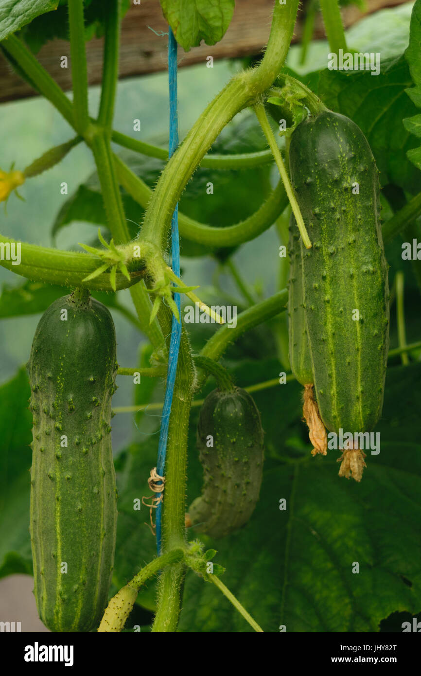 Cucumber cultivation Banque de photographies et d’images à haute ...