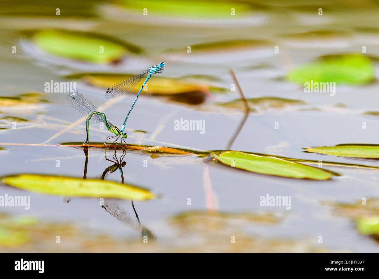 Processus d'accouplement Banque de photographies et d’images à haute ...