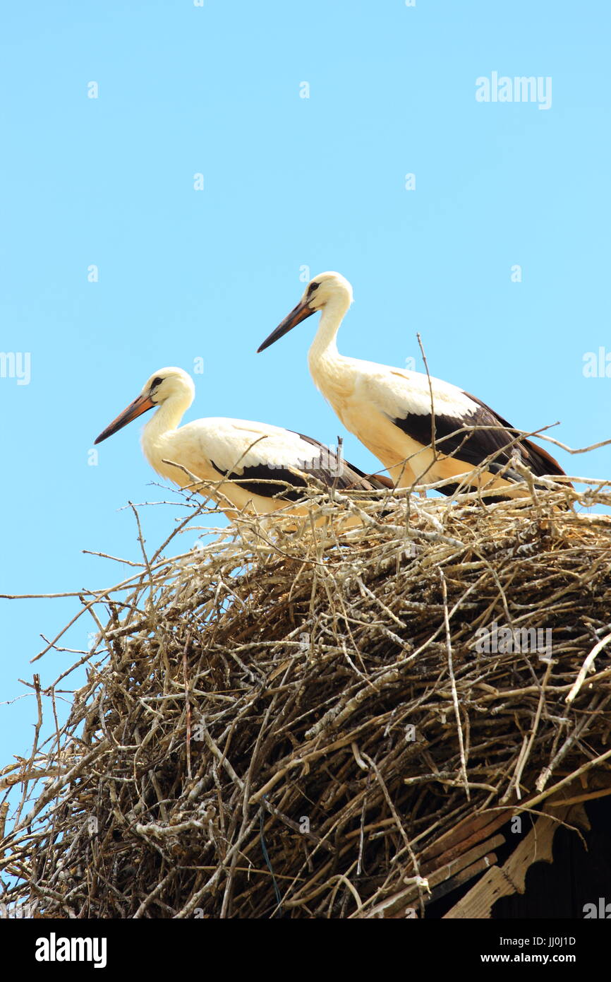 Oiseaux De Cigogne Blanche Banque d'image et photos - Alamy