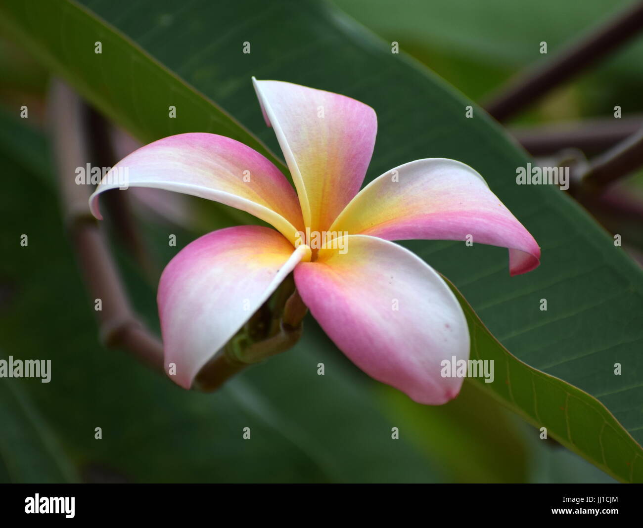 Fleur seule Banque de photographies et d’images à haute résolution - Alamy