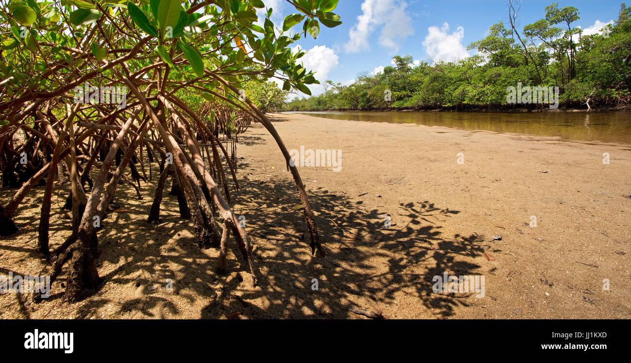Ecosistema di estuario Banque de photographies et d’images à haute résolution - Alamy