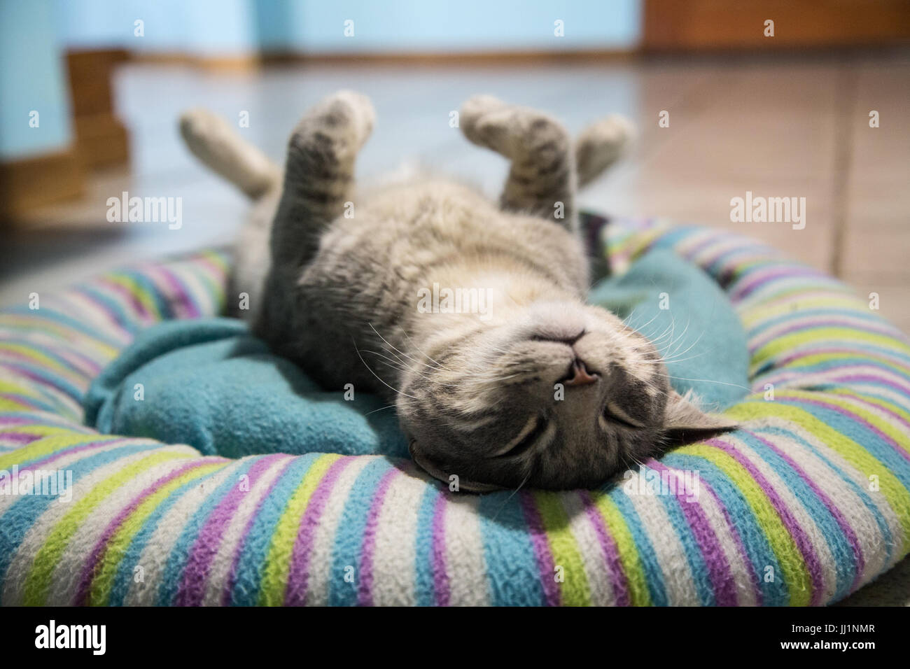 Position du chat Banque de photographies et d’images à haute résolution ...