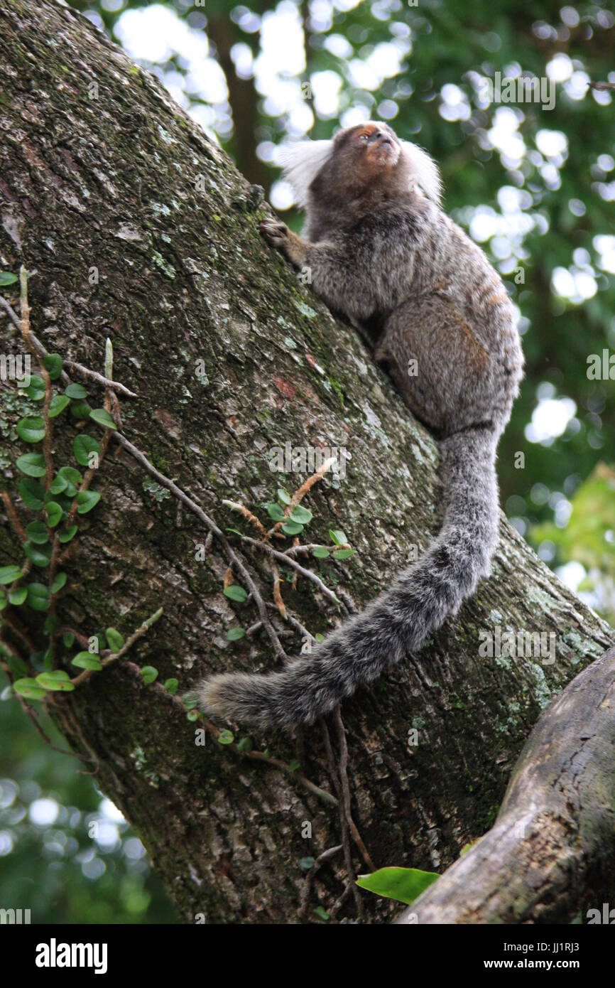 Conrado blanco Banque de photographies et d’images à haute résolution ...
