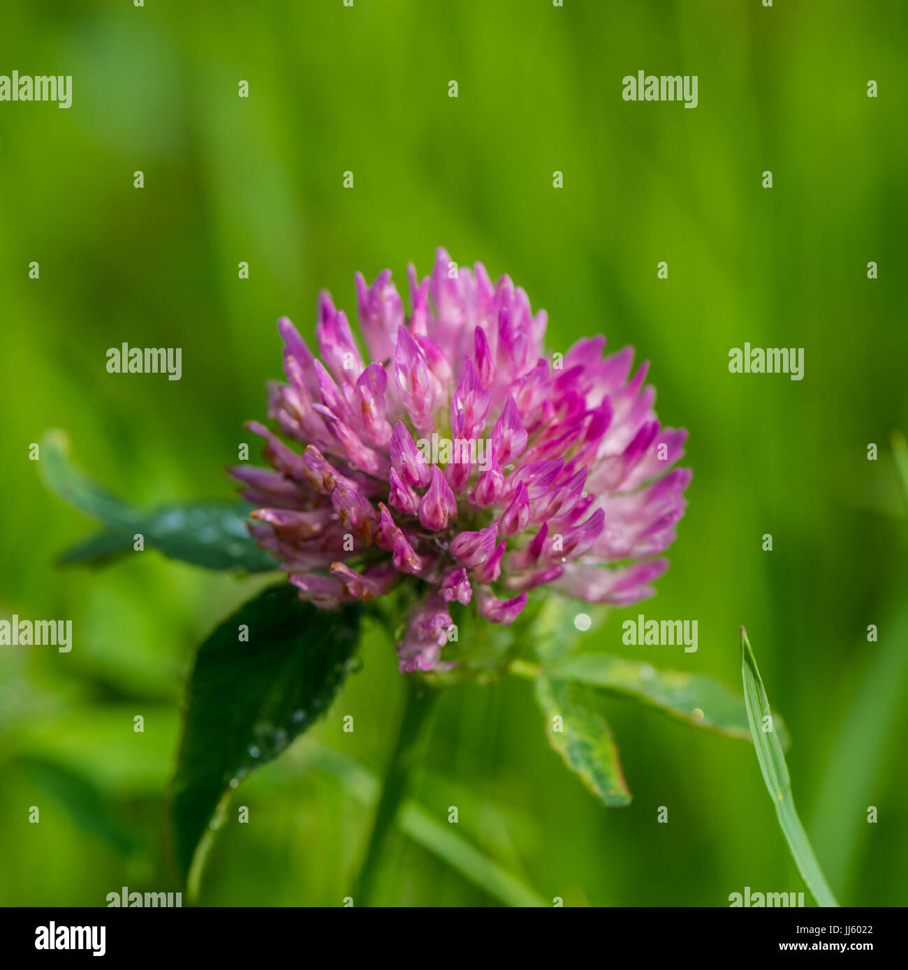 Trèfle à fleurs dans un pré de l'été Photo Stock - Alamy