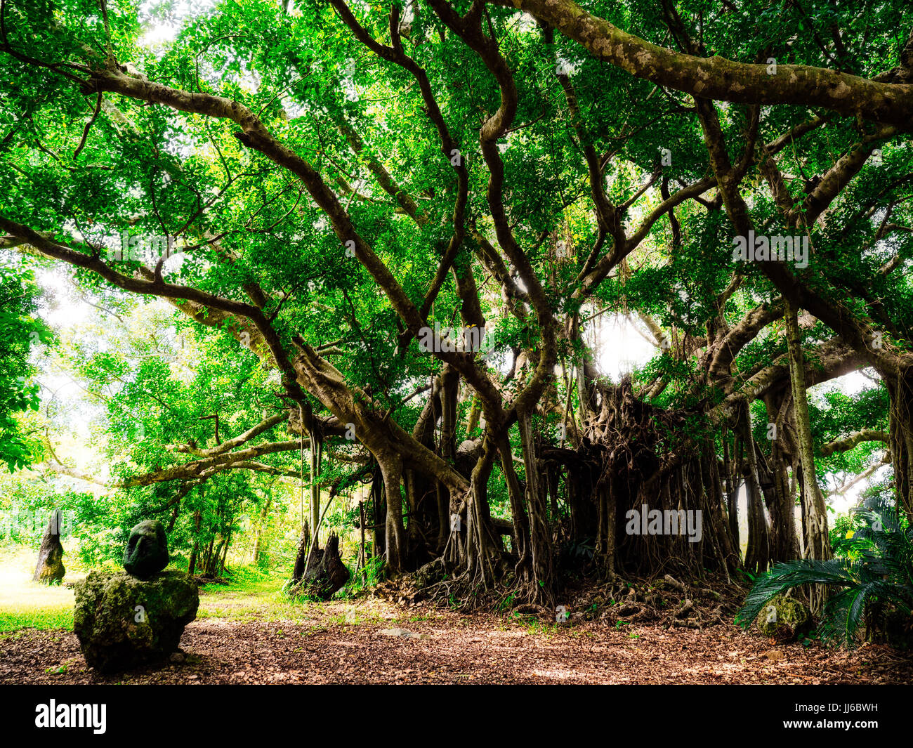Ficus retusa tree Banque de photographies et d’images à haute ...