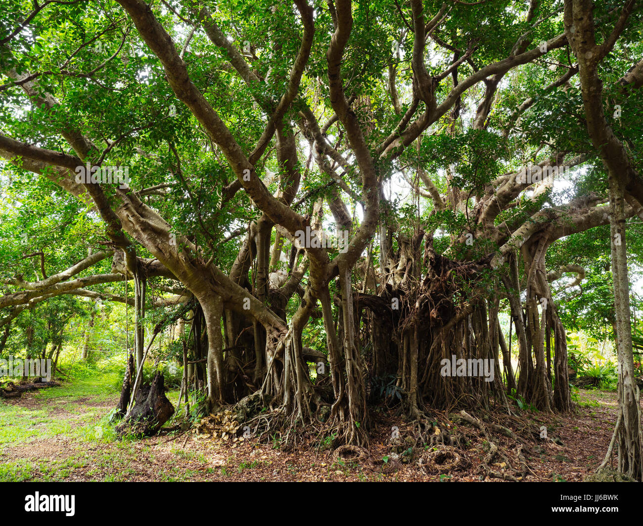 Ficus retusa Banque de photographies et d’images à haute résolution - Alamy