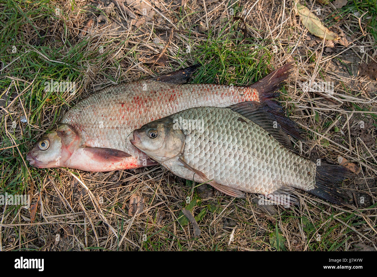 Les poissons d'eau douce qui vient d'être prise à partir de l'eau ...
