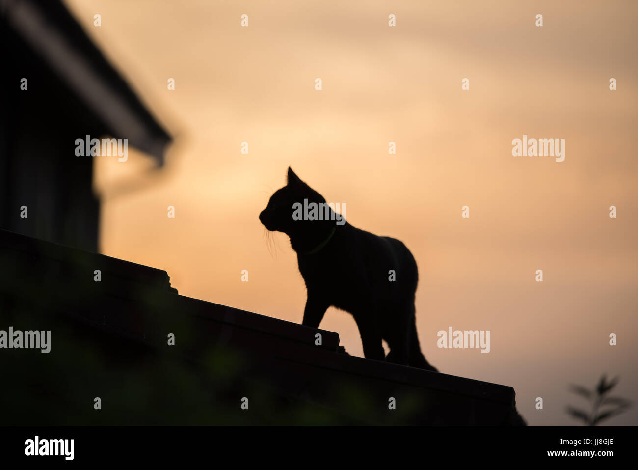 Chat sur le toit Banque de photographies et d’images à haute résolution ...