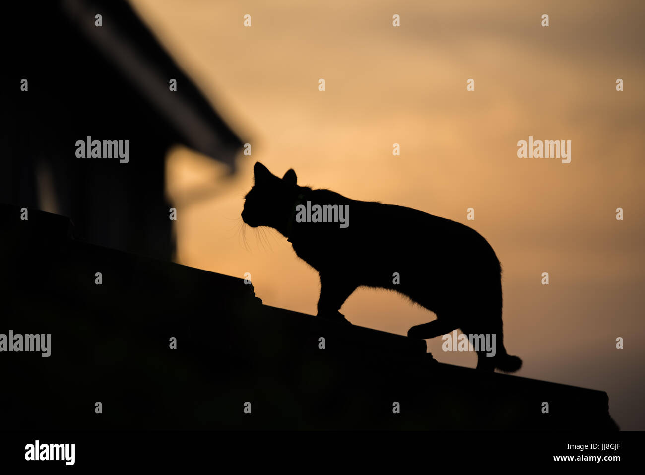 Chat sur le toit Banque de photographies et d’images à haute résolution ...
