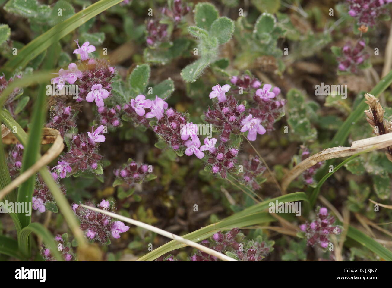 Thymus drucei Banque de photographies et d’images à haute résolution ...