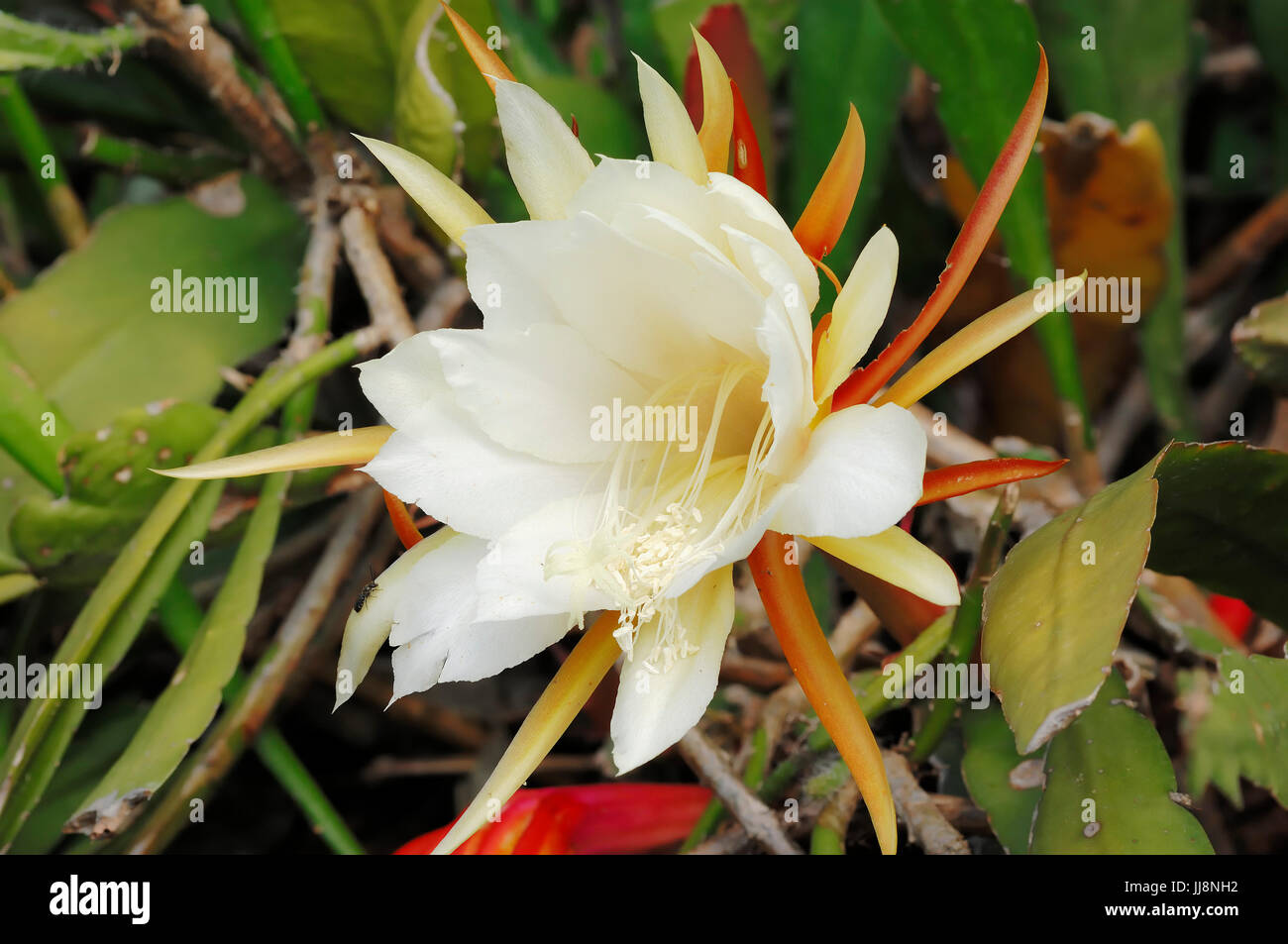 Kaktus blatt Banque de photographies et d’images à haute résolution - Alamy