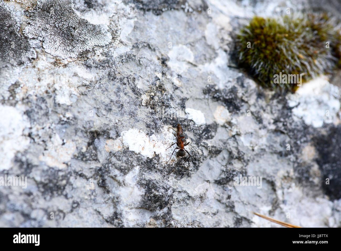Combat de fourmis Banque de photographies et d’images à haute ...