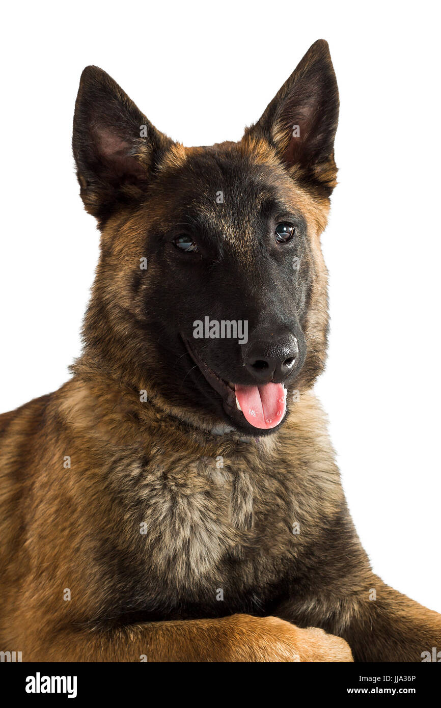 Chiot malinois Banque de photographies et d’images à haute résolution ...