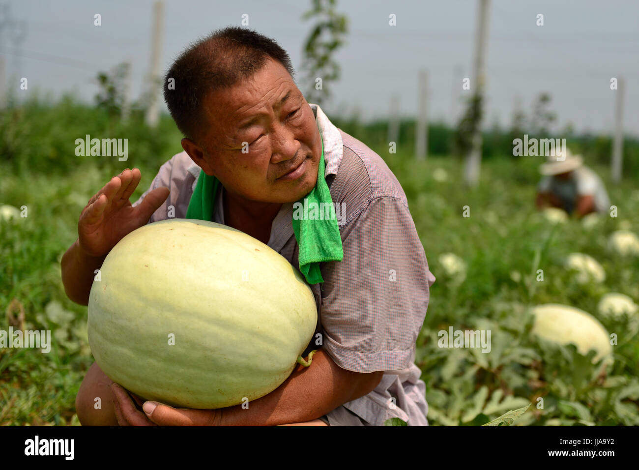 Champ de melon Banque de photographies et d’images à haute résolution ...